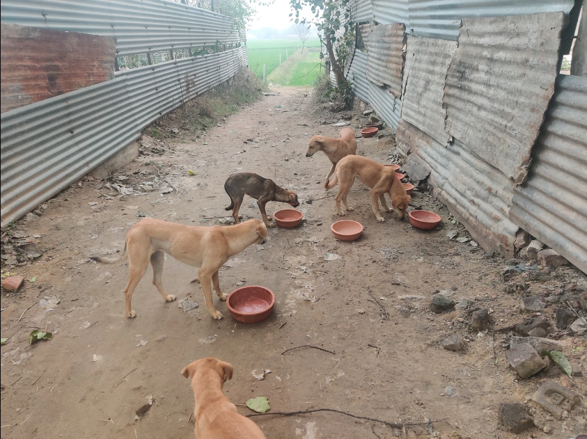 The Community Dogs of Centrum Park - Seektotransform